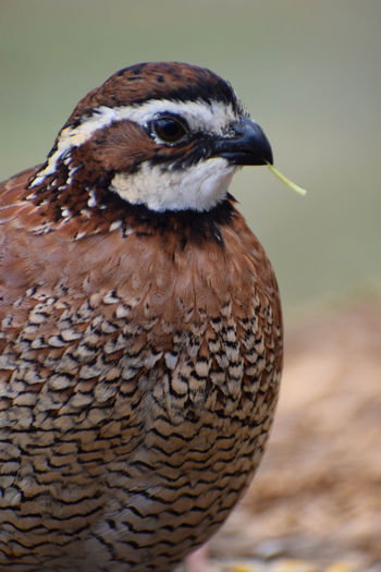 Quail - Bird pictures | Curated Photography on EyeEm