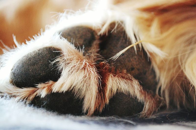 Animal Feet pictures | Curated Photography on EyeEm