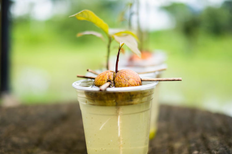 Sapling pictures | Curated Photography on EyeEm