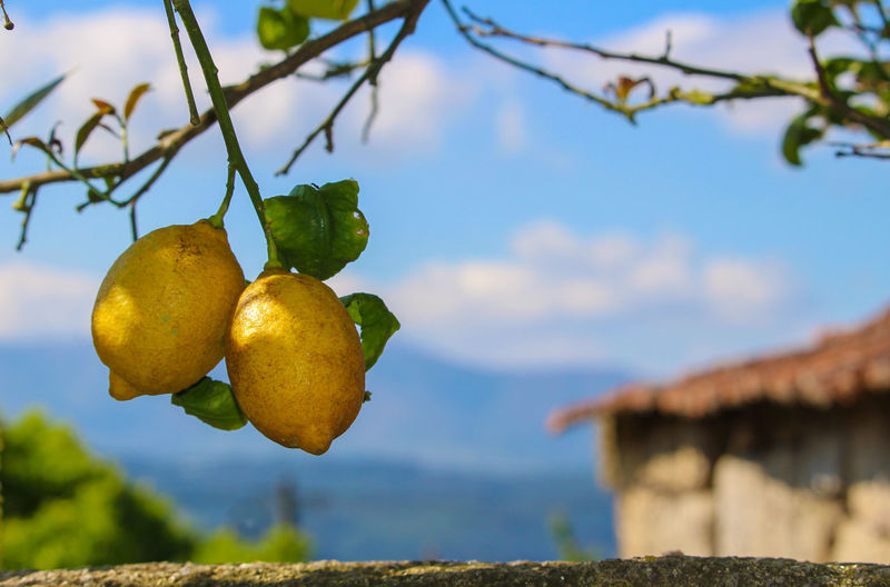 Two Lemons pictures | Curated Photography on EyeEm