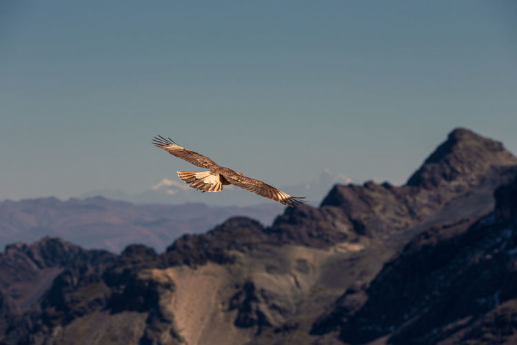 Falcon - Bird pictures | Curated Photography on EyeEm