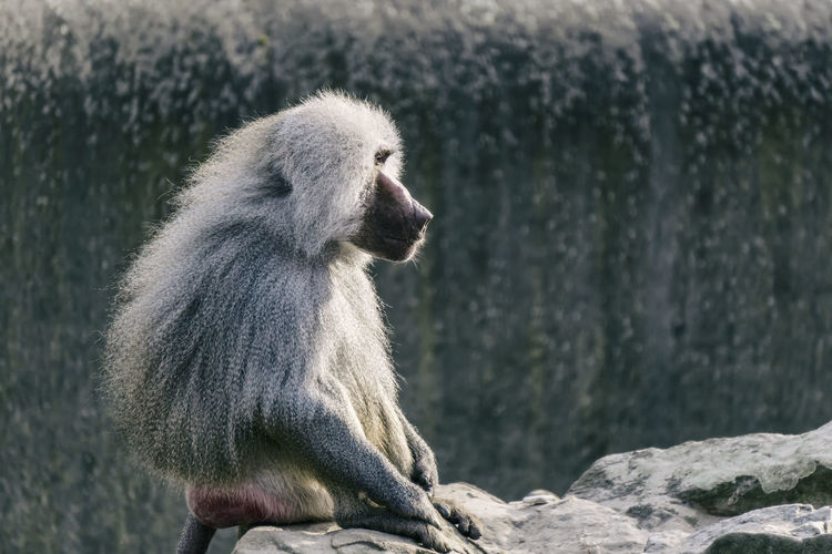Baboon pictures | Curated Photography on EyeEm