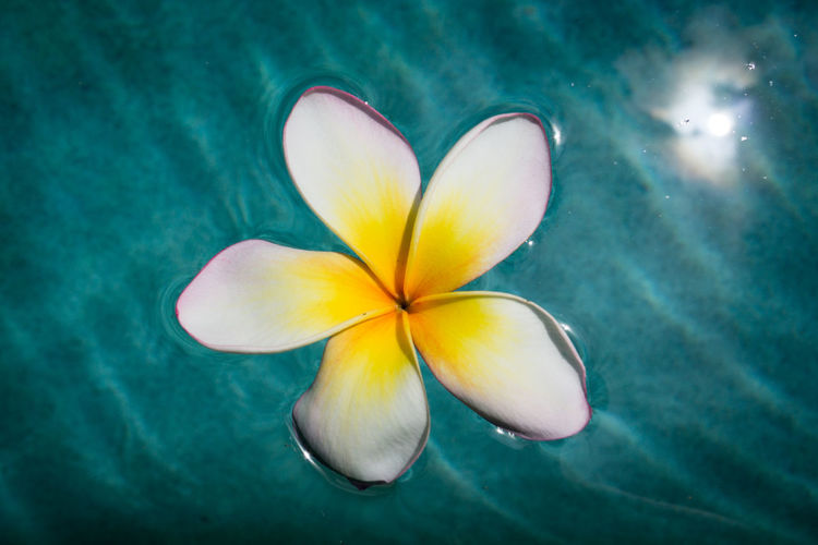Frangipani pictures | Curated Photography on EyeEm