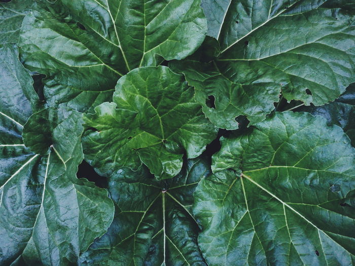 Rhubarb pictures | Curated Photography on EyeEm